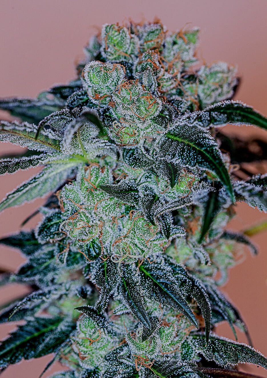 Crazy Lazy Strain Info / Crazy Lazy Weed By Positronics Seeds - GrowDiaries