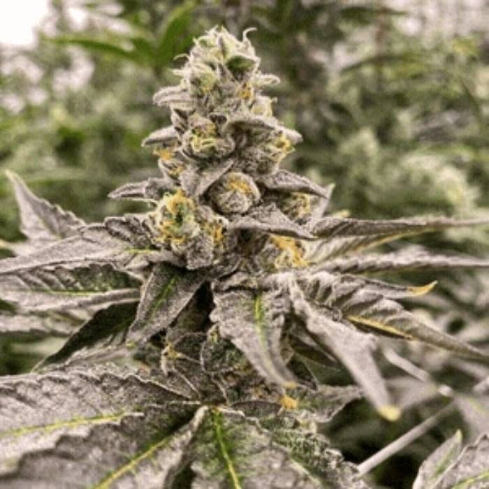 Gummy Mintz Strain Info / Gummy Mintz Weed By Mosca Seeds - GrowDiaries