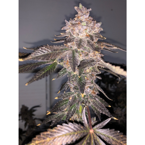 Green Tea Strain Info / Green Tea Weed By Mosca Seeds - GrowDiaries