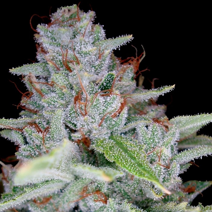 Skywalker Kush Strain Info / Skywalker Kush Weed By Reserva Privada ...