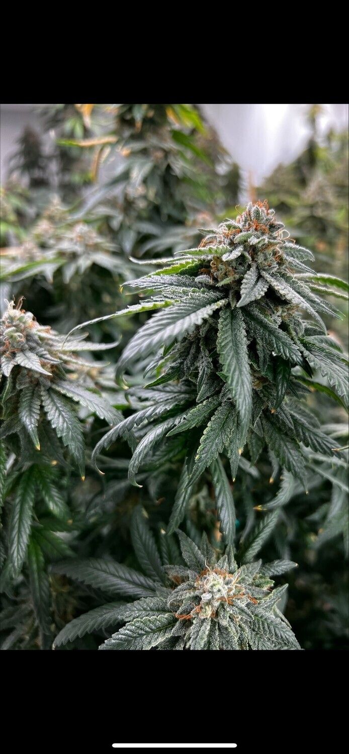 Planet Poop Strain Info / Planet Poop Weed By Mosca Seeds - GrowDiaries