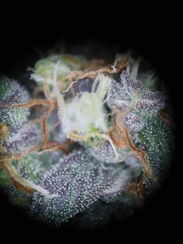 Purple Wreck Strain Info / Purple Wreck Weed By Reserva Privada ...