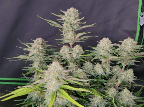 Apricot Auto Strain Info / Apricot Auto Weed By Fast Buds - GrowDiaries