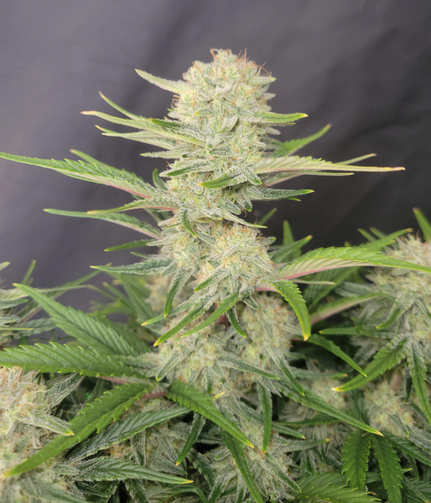 Apricot Auto Strain Info / Apricot Auto Weed By Fast Buds - GrowDiaries