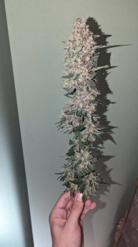 Apricot Auto Strain Info / Apricot Auto Weed By Fast Buds - GrowDiaries