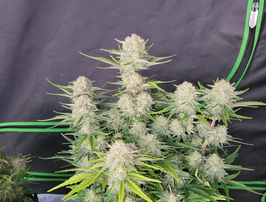 Apricot Auto Strain Info / Apricot Auto Weed By Fast Buds - GrowDiaries