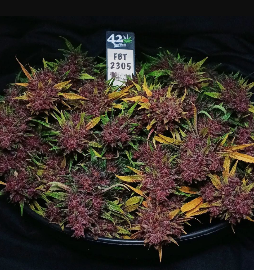 Ztrawberriez Auto Strain Info / Ztrawberriez Auto Weed By Fast Buds ...