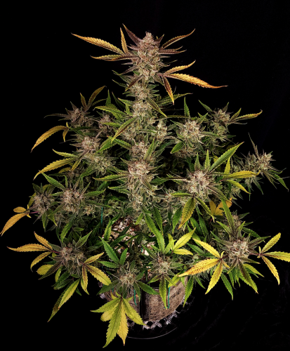 Ztrawberriez Auto Strain Info / Ztrawberriez Auto Weed By Fast Buds ...
