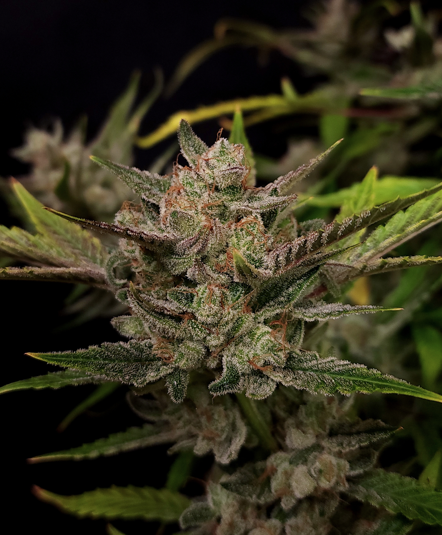 Ztrawberriez Auto Strain Info / Ztrawberriez Auto Weed By Fast Buds ...