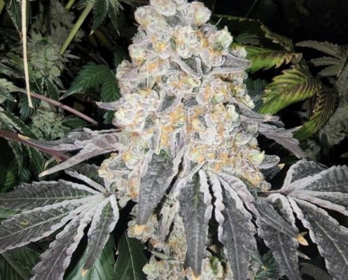 Supreme Snowman Strain Info / Supreme Snowman Weed By Cannarado ...