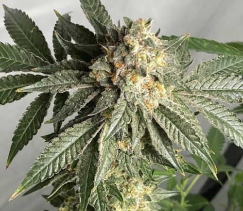 Rainbow Snowman Strain Info / Rainbow Snowman Weed By Cannarado ...