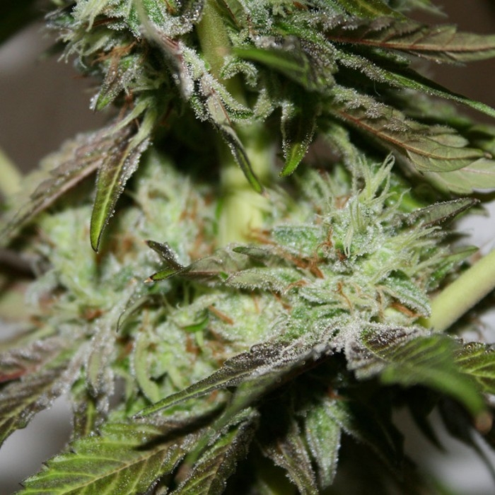 X18 Pure Pakistani Strain Info / X18 Pure Pakistani Weed By Reserva ...
