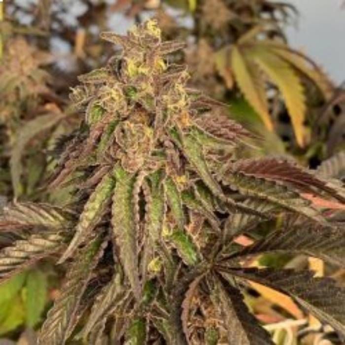 Cookies x Key Lime Pie Strain Info / Cookies x Key Lime Pie Weed By ...