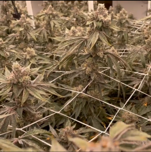 Pre–64 Runtz Strain Info / Pre–64 Runtz Weed By Purple City Genetics ...