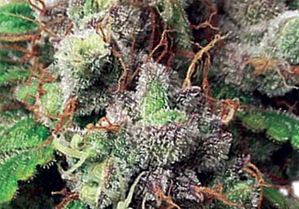 Vision Kush Auto Strain Info / Vision Kush Auto Weed By Vision Seeds ...