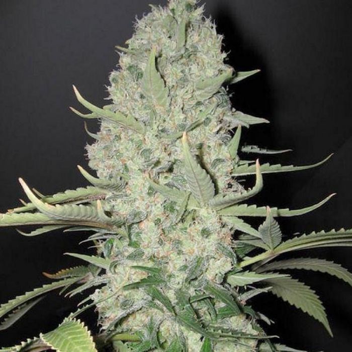 Kali Mist Strain Info / Kali Mist Weed By Seeds Mafia - GrowDiaries