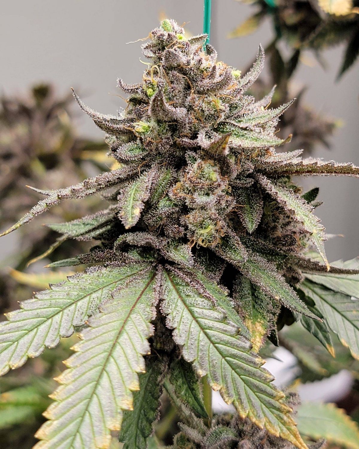 Tropical Runtz Strain Info Tropical Runtz Weed By Exotic Genetix