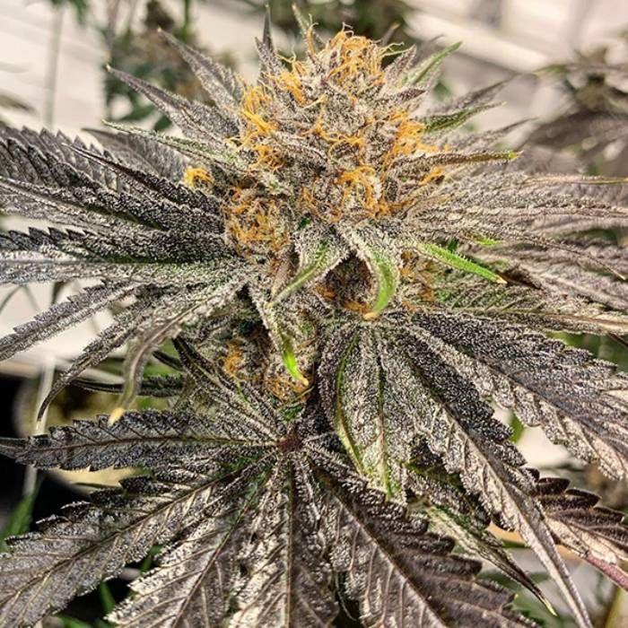 Lemon Grab Strain Info / Lemon Grab Weed By Solfire Gardens - GrowDiaries