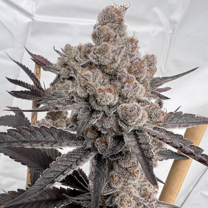 Space Juice Strain Info / Space Juice Weed By Solfire Gardens - GrowDiaries