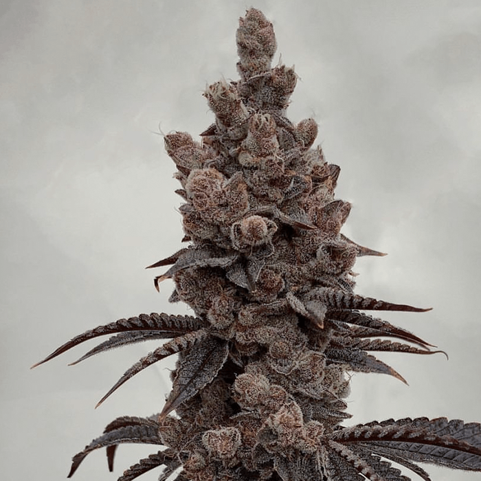 Bahama Bussdown Strain Info / Bahama Bussdown Weed By Solfire Gardens ...