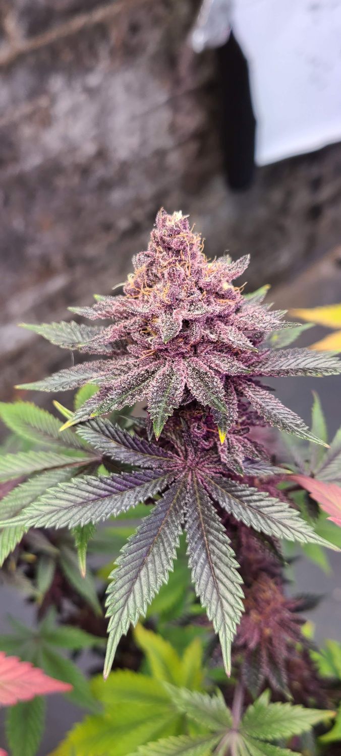 Bahama Mama S1 Strain Info / Bahama Mama S1 Weed By Solfire Gardens - GrowDiaries