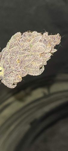 Bahama Mama S1 Strain Info / Bahama Mama S1 Weed By Solfire Gardens - GrowDiaries