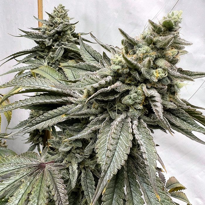 Gas Nana Strain Info / Gas Nana Weed By Solfire Gardens - GrowDiaries