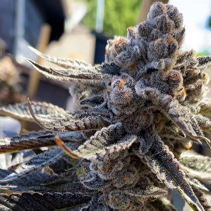 Bahama Berry Strain Info / Bahama Berry Weed By Solfire Gardens ...