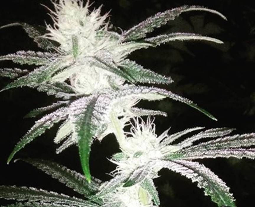 Platinum Silk Strain Info / Platinum Silk Weed By In House Genetics ...