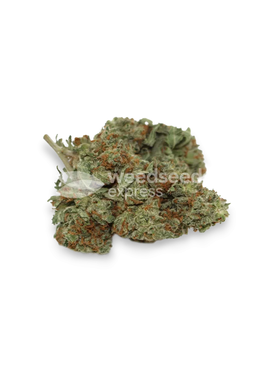 Sour Diesel autoflower seeds Strain Info / Sour Diesel autoflower seeds Weed By Weedseedsexpress ...