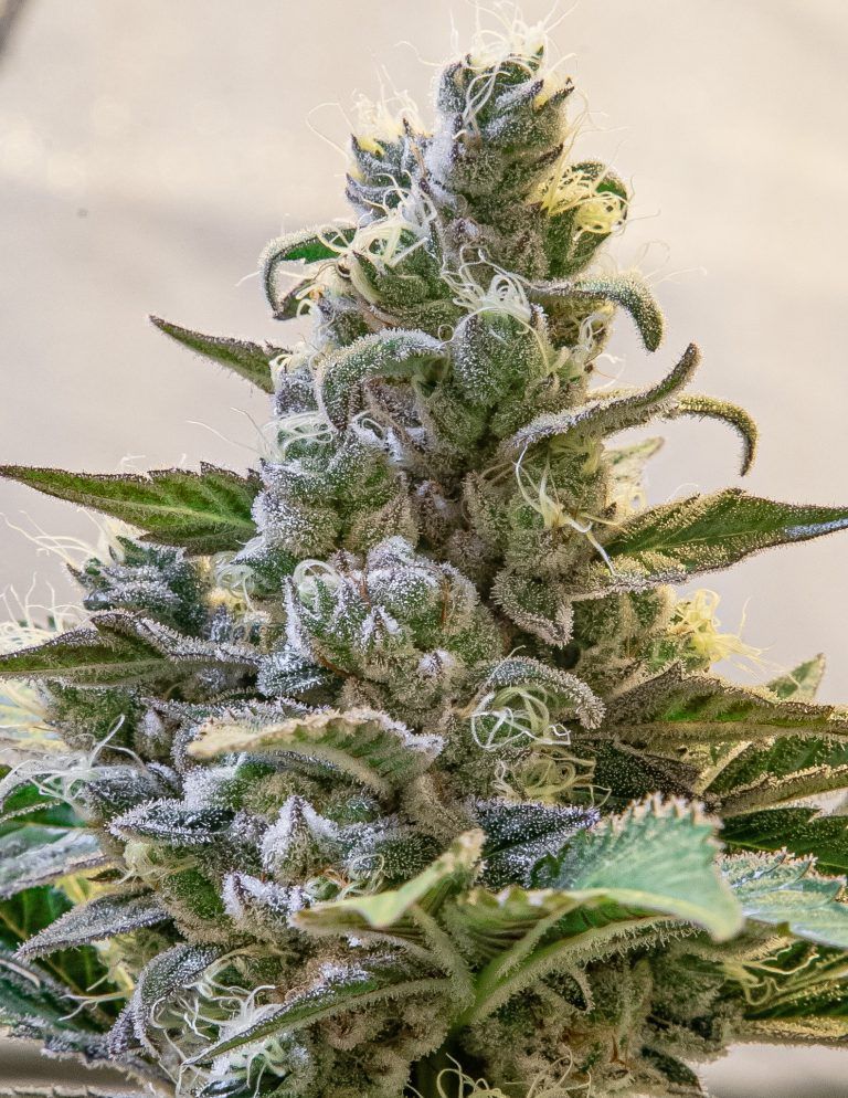 Lemon Cake Strain Info / Lemon Cake Weed By High Speed Buds - GrowDiaries