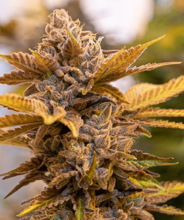 Alien Candy Kush Fast Strain Info / Alien Candy Kush Fast Weed By High ...