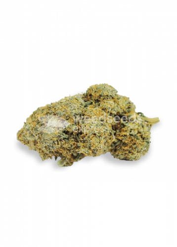 Acapulco Gold autoflower seeds Strain Info / Acapulco Gold autoflower ...
