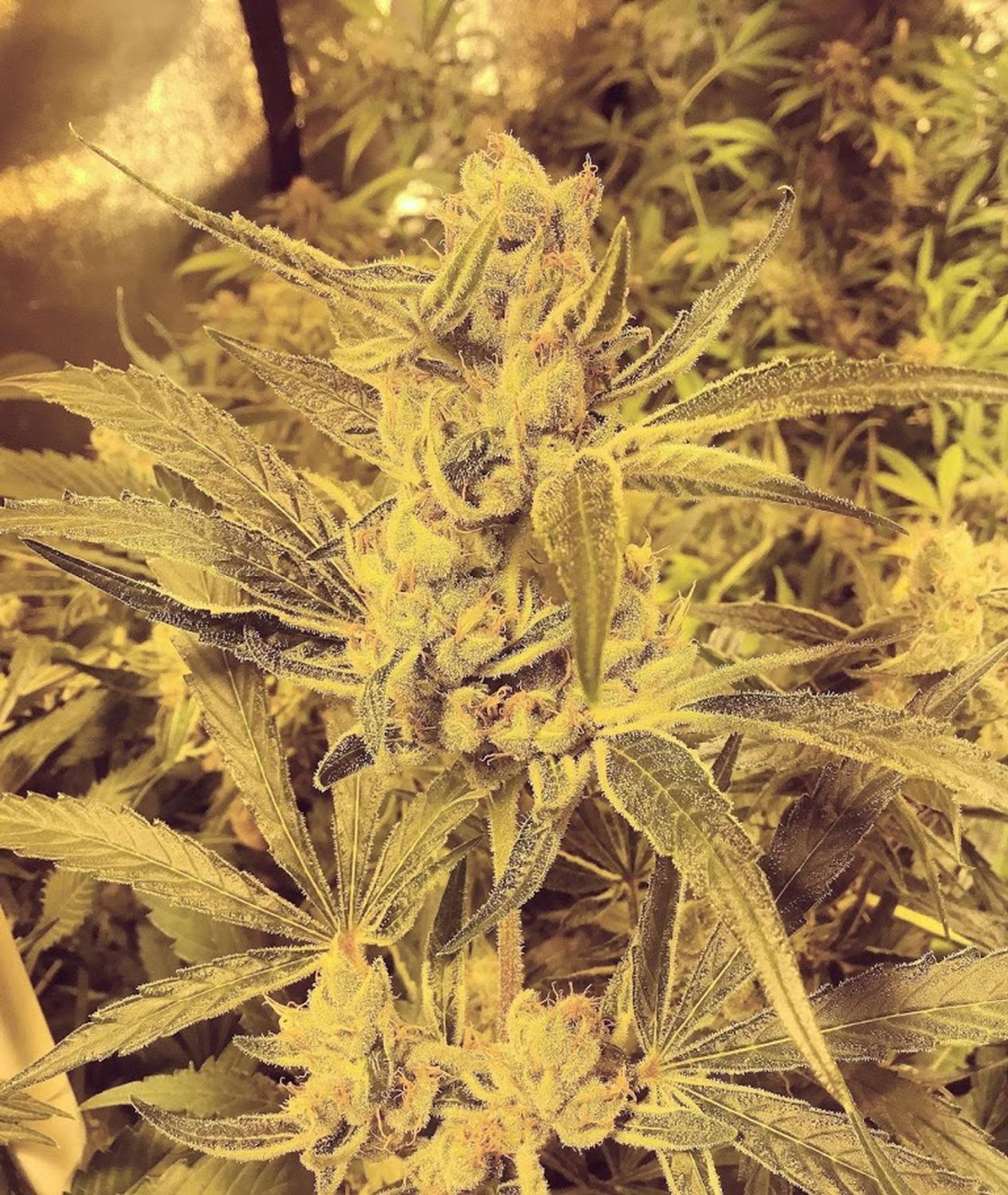 Blood Magic Strain Info / Blood Magic Weed By SoFem Genetics - GrowDiaries