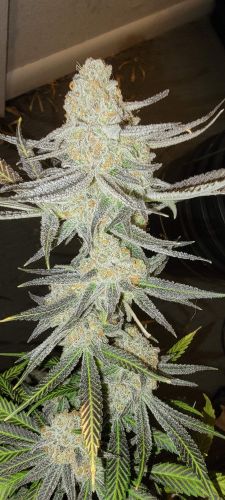 Iced Wildberry Strain Info / Iced Wildberry Weed By Robin Hood Seeds ...