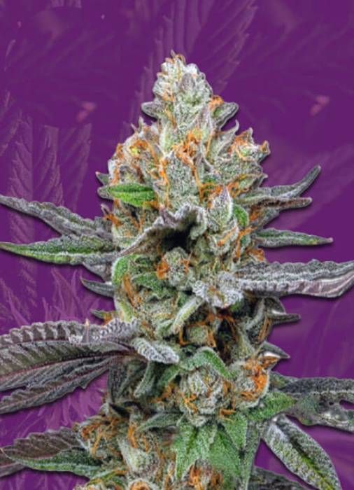 Pink Sunset Autoflowering Strain Info / Pink Sunset Autoflowering Weed ...