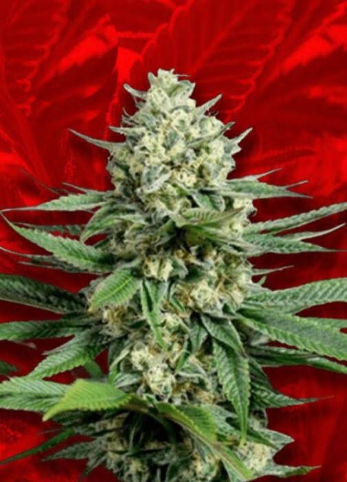 OG Kush Feminized Fast Version Strain Info / OG Kush Feminized Fast ...