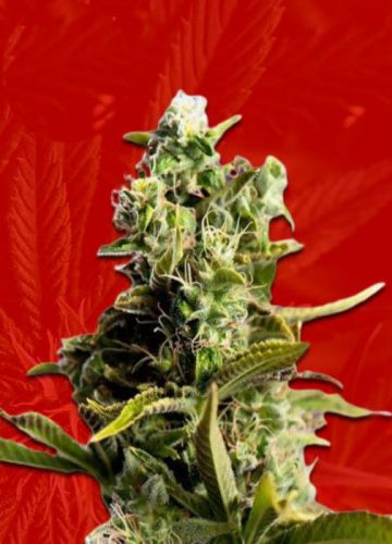 God's Gift Strain Info / God's Gift Weed By Crop King Seeds - GrowDiaries