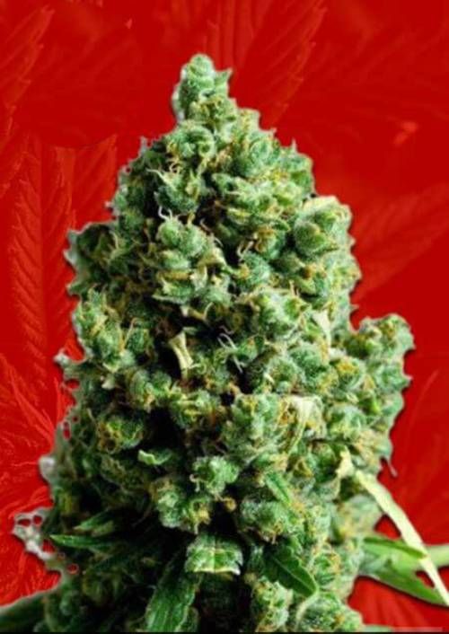 Sour Grape Strain Info / Sour Grape Weed By Crop King Seeds - GrowDiaries