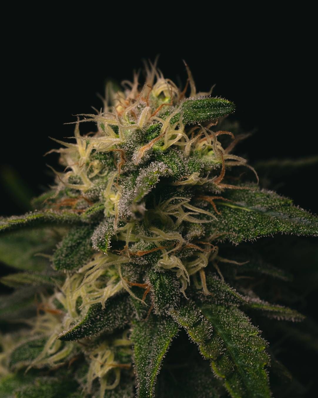 Melon Gum Strain Info / Melon Gum Weed By Pure Instinto - GrowDiaries
