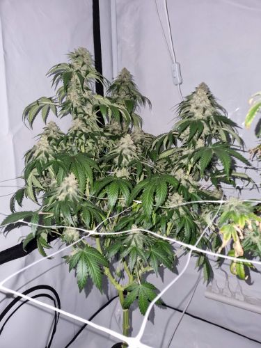 Bruce Banner Strain Info / Bruce Banner Weed By Blackskull Seeds ...