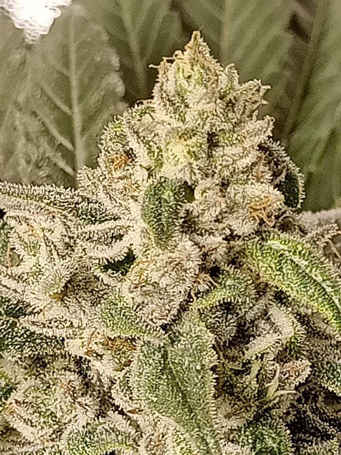 Bruce Banner Strain Info / Bruce Banner Weed By Blackskull Seeds ...