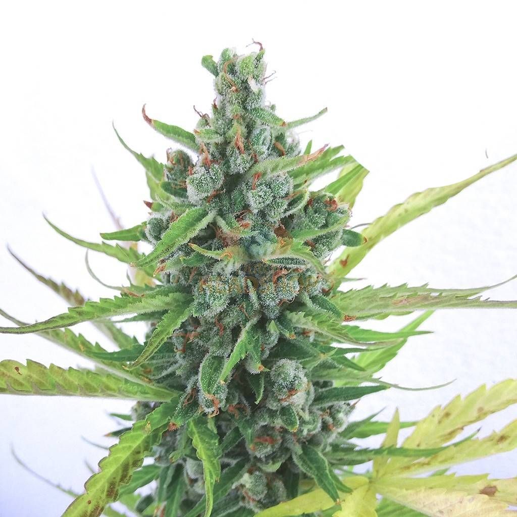 Super Silver Haze Strain Info / Super Silver Haze Weed By Dutch ...