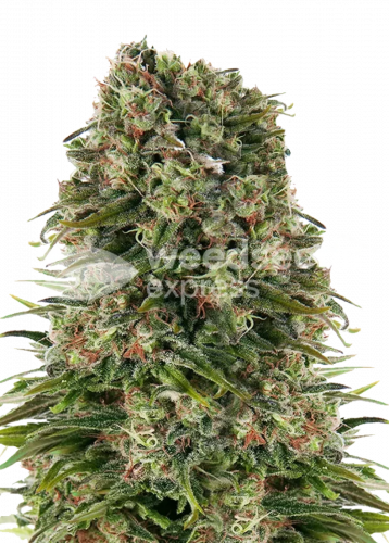 Hindu Kush autoflower seeds Strain Info / Hindu Kush autoflower seeds ...