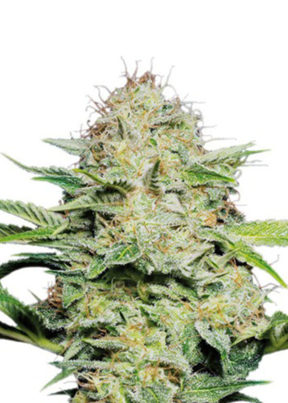 Super Lemon Haze Feminized Strain Info / Super Lemon Haze Feminized ...