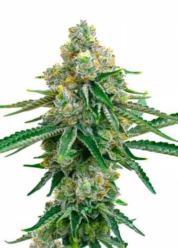 Jack Herer Feminized Strain Info / Jack Herer Feminized Weed By Seeds ...