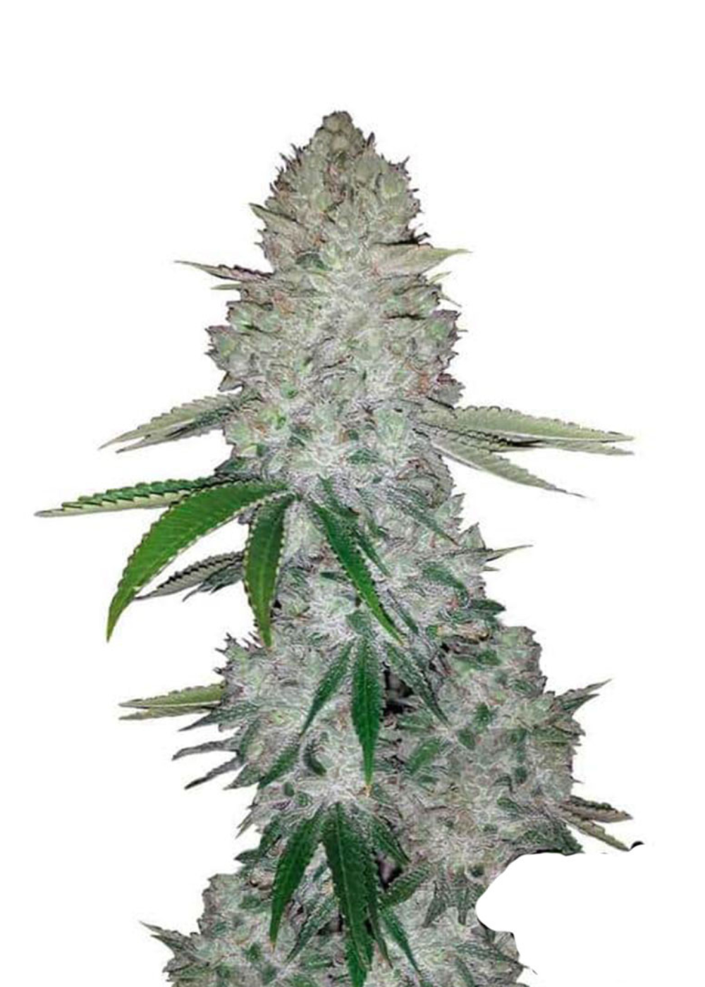 Gorilla Glue Feminized Strain Info / Gorilla Glue Feminized Weed By Seeds Genetics Co. - GrowDiaries