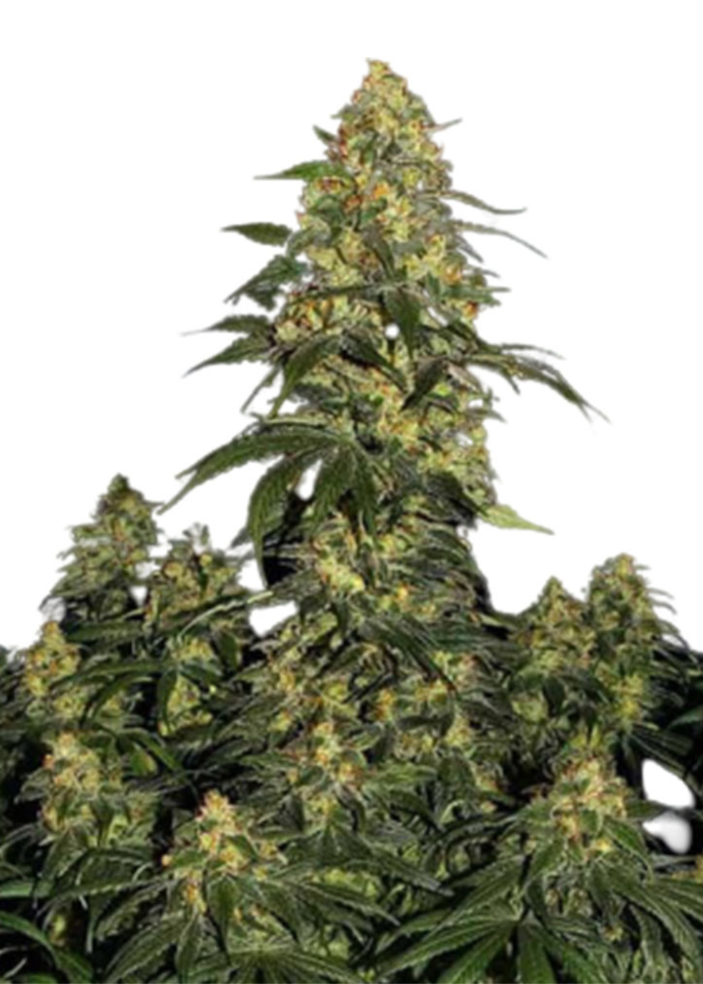 Critical 2.0 Autoflower Strain Info / Critical 2.0 Autoflower Weed By ...