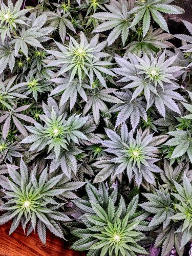 Garlic Cookies Strain Info / Garlic Cookies Weed By Pure Instinto ...