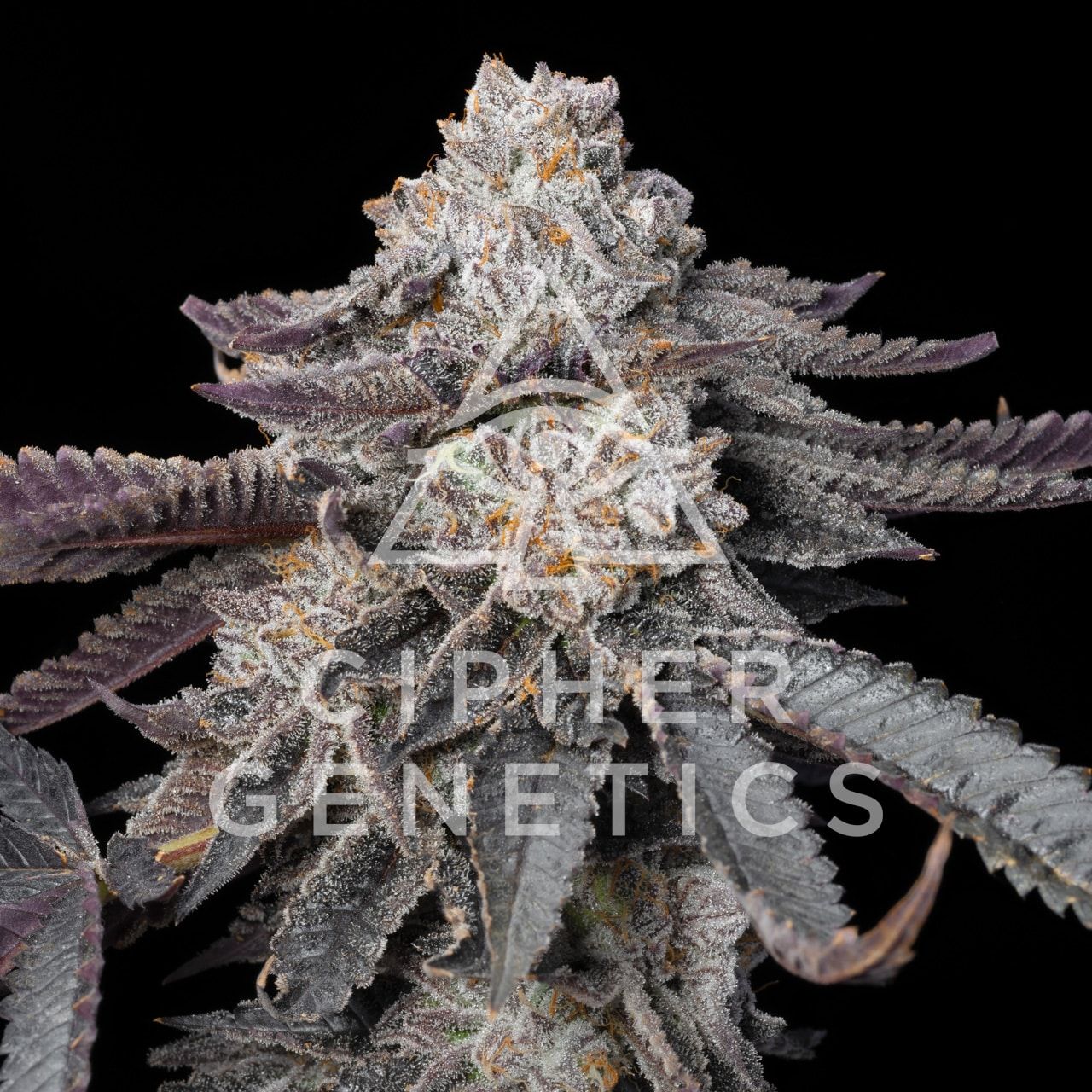 Gas Burzt Strain Info / Gas Burzt Weed By Cipher Genetics - GrowDiaries